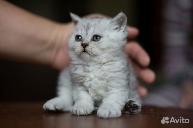 Британский Селкирк Рекс