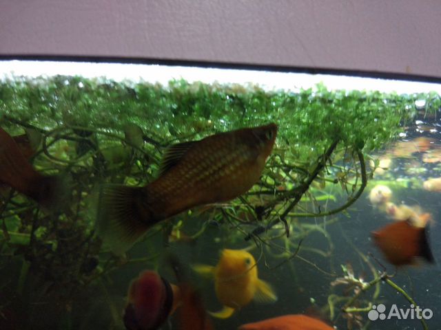 Гуппи, пецилии, сомики