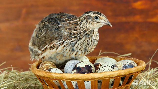 Перепела-несушки породы фараон и феникс