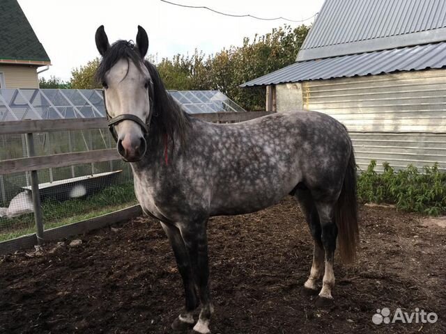 Продаются лошади Орловской породы 3 и 6 лет