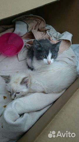 Котята 2,5мес.мальчик и девочка