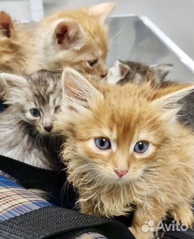 Пятеро маленьких котят ищут дом