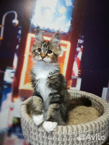 Котята