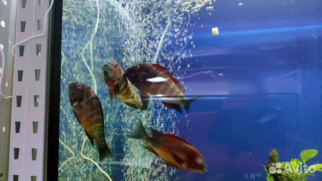 Большой выбор трофеусов (22 вида)