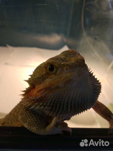 Бородатая агама