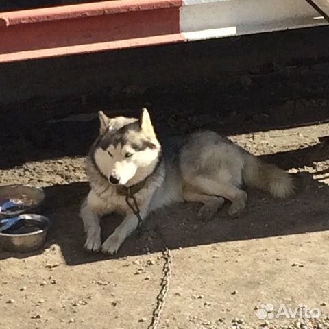Сибирский хаски