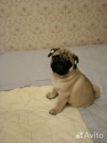 Великолепные щенки мопса продаются