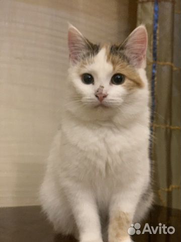 Кошечка в добрые руки