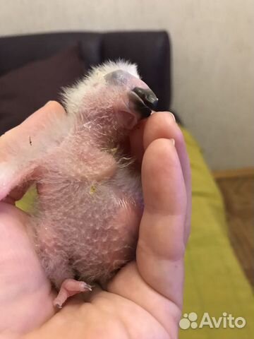 Птенец крупного попугая