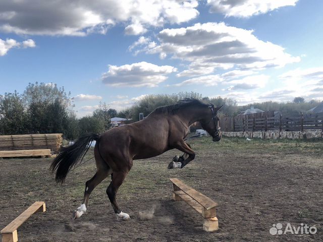 Мерин, Орлово-Арабский