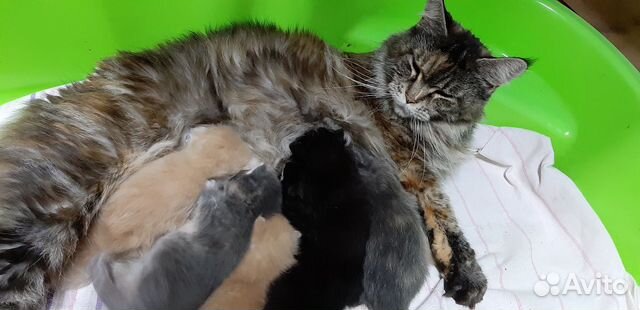 Помесь мейкуна, родились 8 октября