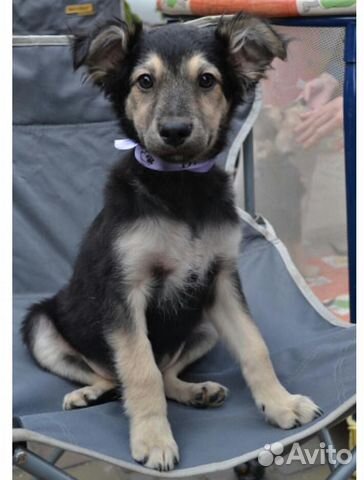 Красавчик Чарли только в добрые ручки)