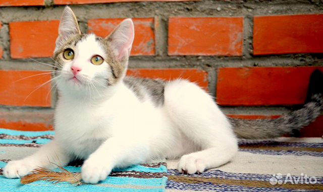 Отдам кошечку в добрые руки