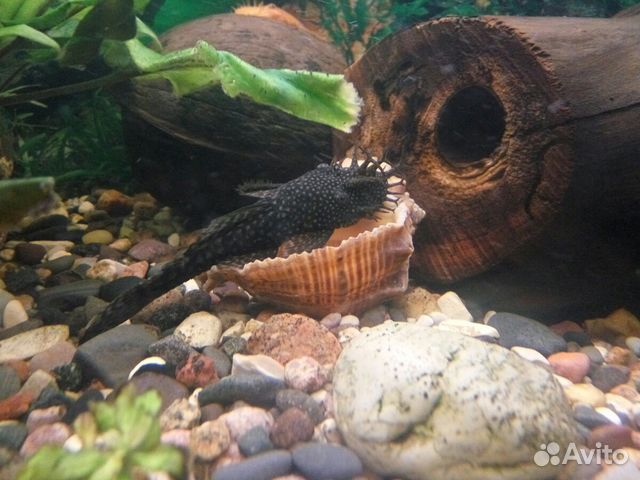 Анцитрус. Мальки 2-5 см