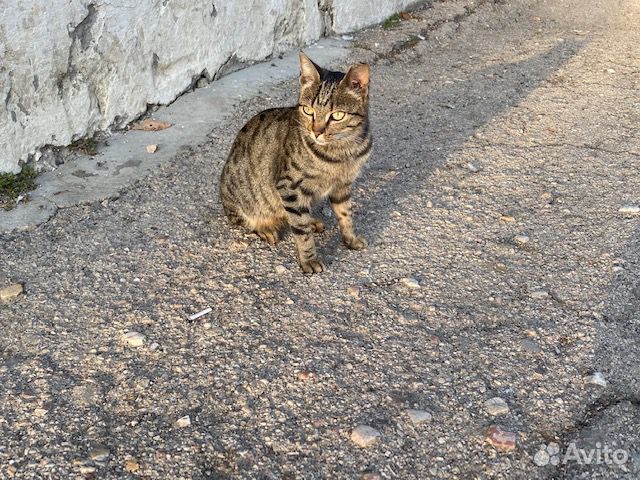 Интеллигентная кошка