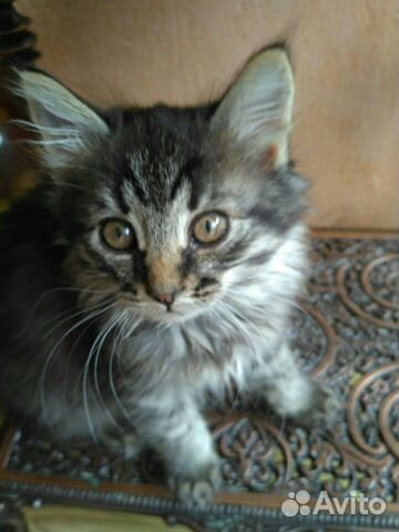 Кнопа котик