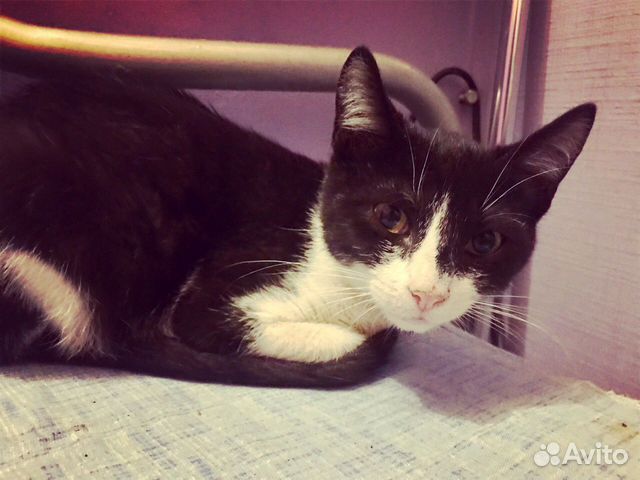 Ласковый малыш, 5 мес, нужен дом