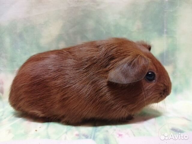 Морские свинки