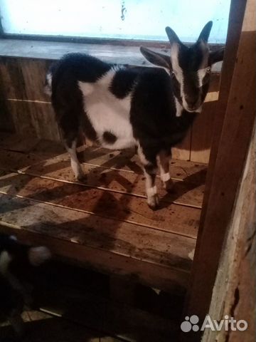 Козлик процентный