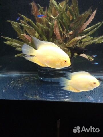 Северум красноточечный,неоны,молинезия