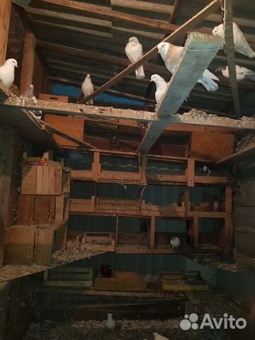 Голуби разной масти