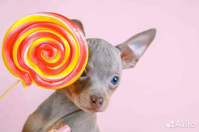 Девочки породы Русский Той