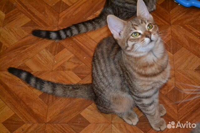 Кошечка тойгер