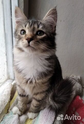 Котенок Ёшка