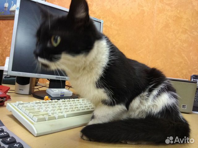Кошка Дашка