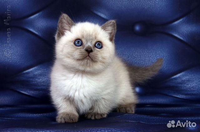 Кошки коротышки