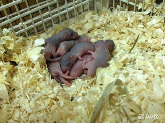 Крысята сфинксы