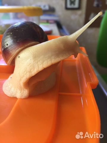 Улитка Ахатина Фулика