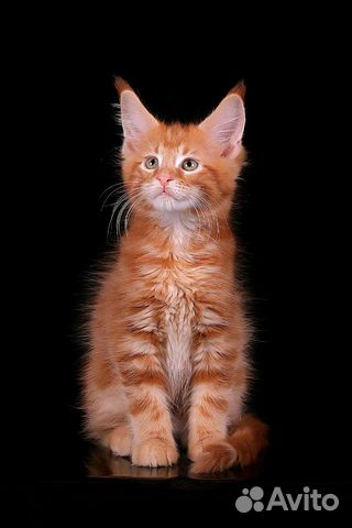 Ласковые Гиганты