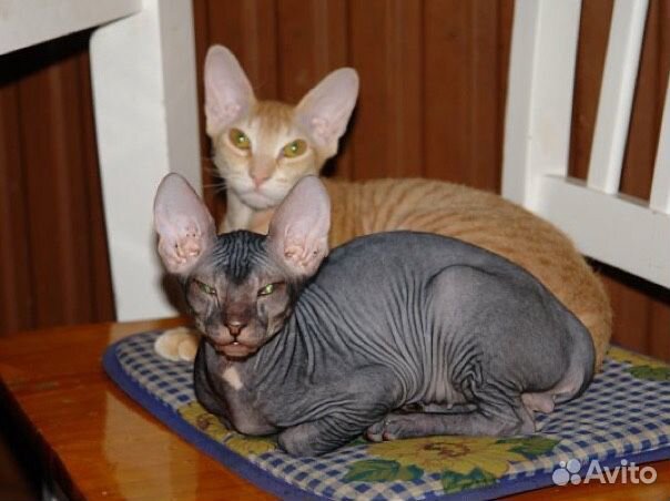 Ищу Донского сфинкса