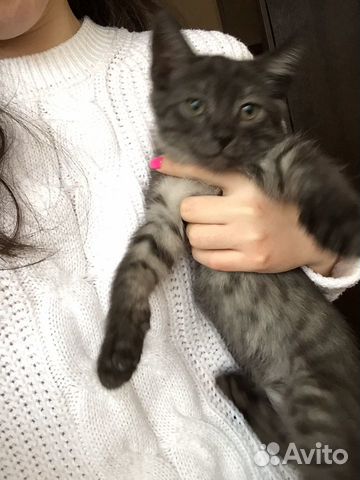 Отдам в добрые руки кота, мальчик. Очень добрый, и