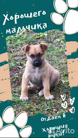 Щенок Дозор, 2 месяца