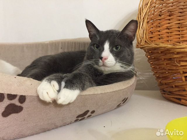Котик Грей