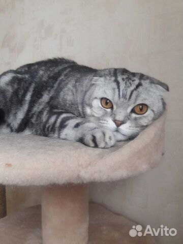 Кошка Шахинья