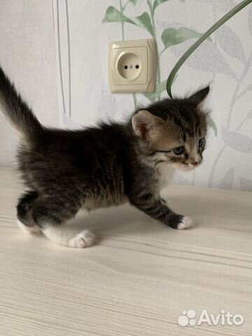 Котёнок - девочка, 5 месяцев