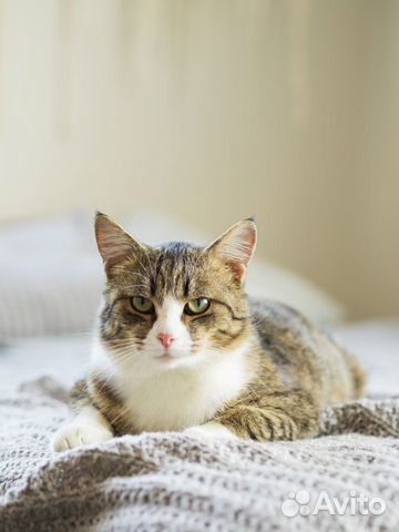 Кот Бимо