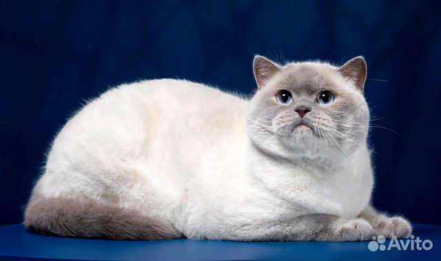 Шикарный британский кот шоу-класса с титулом