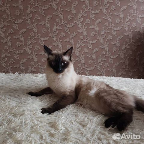 Ищем жениха