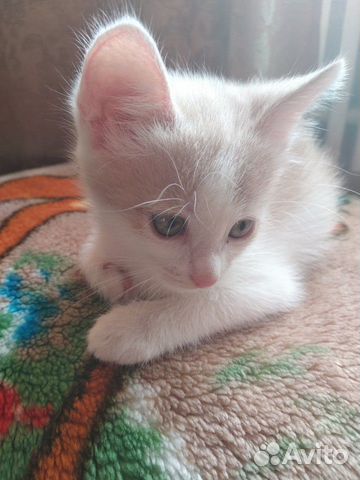 Белка и Стрелка