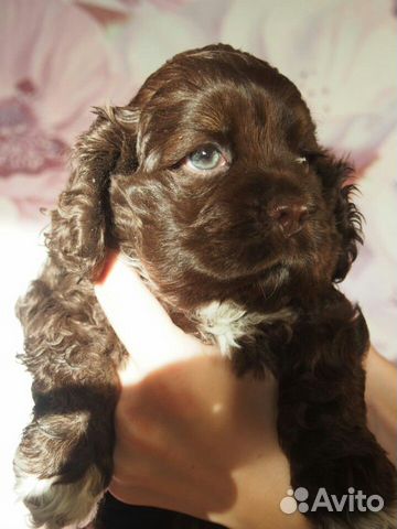 Щенок девочка американка