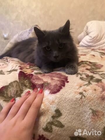 Британской кошки помес