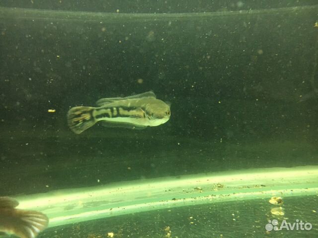 Рыба змееголовый