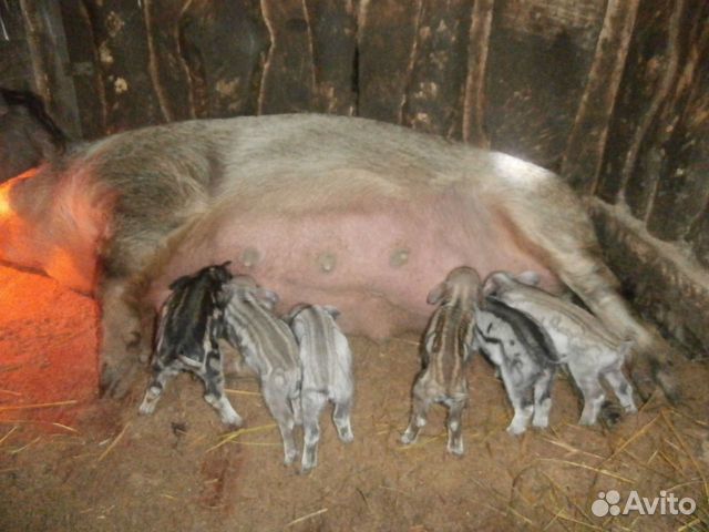 Продам поросят, свиноматок, хряка