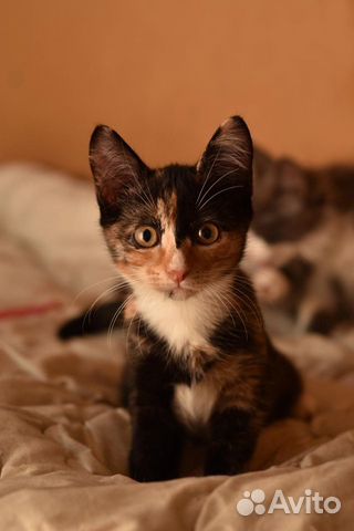 Котёнок в дар