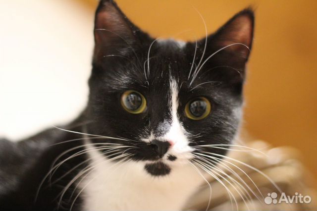 Котенок Тася девочка подросток