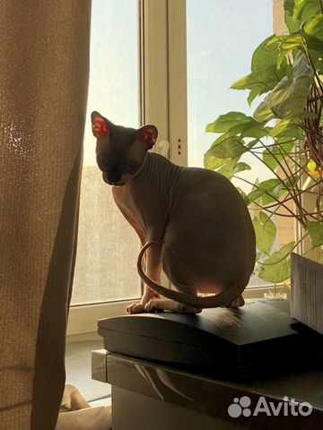 Канадский сфинкс